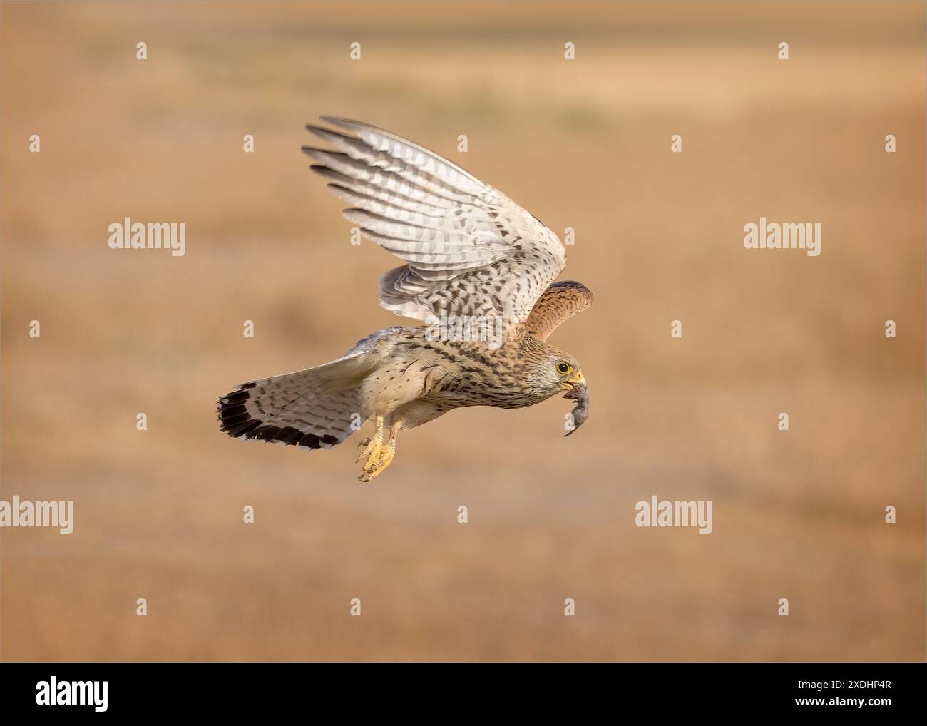 Lesser Kestrel in Flight with Prey Stock Photo - Alamy