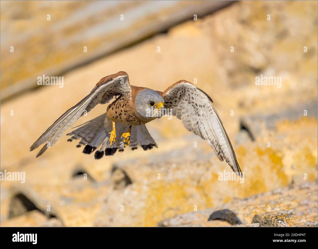 Lesser Kestrel in Flight Over Roof Tops Stock Photo - Alamy