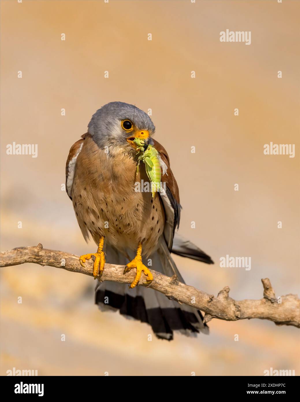 Lesser kestrel falco naumanni adult male hi-res stock photography and ...