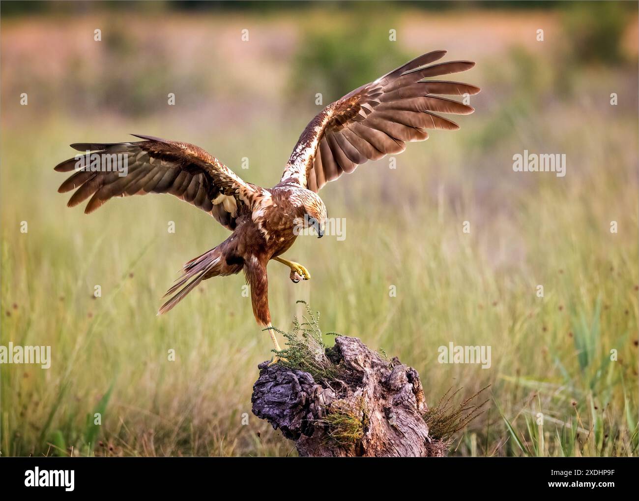 Raptor landing hi-res stock photography and images - Alamy