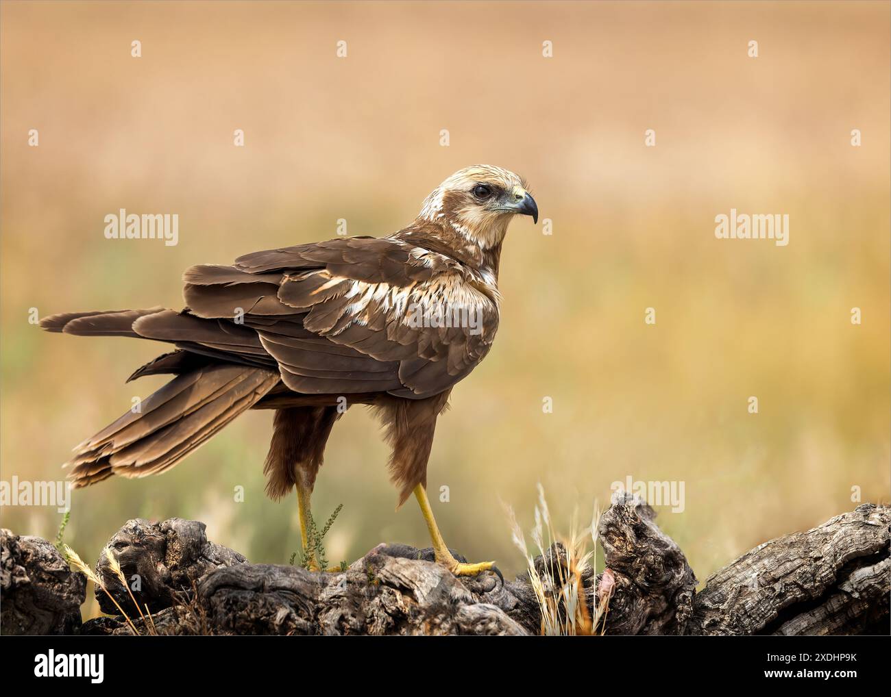 Circus log hi-res stock photography and images - Alamy