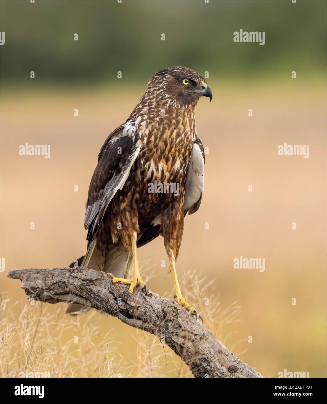 Marsh Harrier Surveying the Land Stock Photo - Alamy