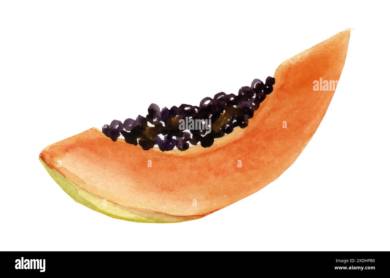 Watercolor papaya slice isolated on white background. Hand drawn sketch ...