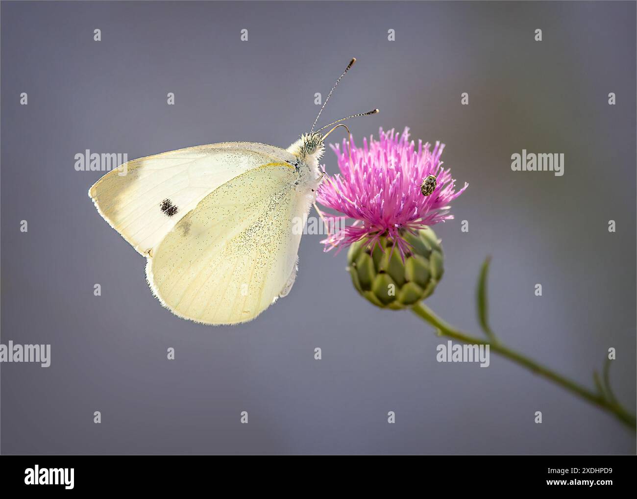 Detail feeding butterfly hi-res stock photography and images - Alamy