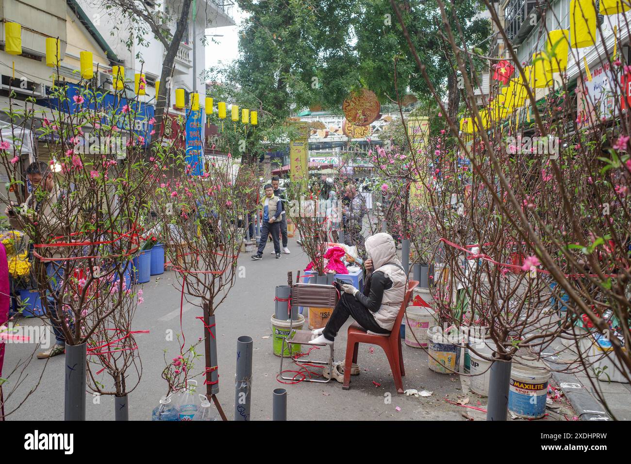 Hanoi, Vietnam - 10 Feb, 2024: Pink cherry blossom on a tree for sale ...