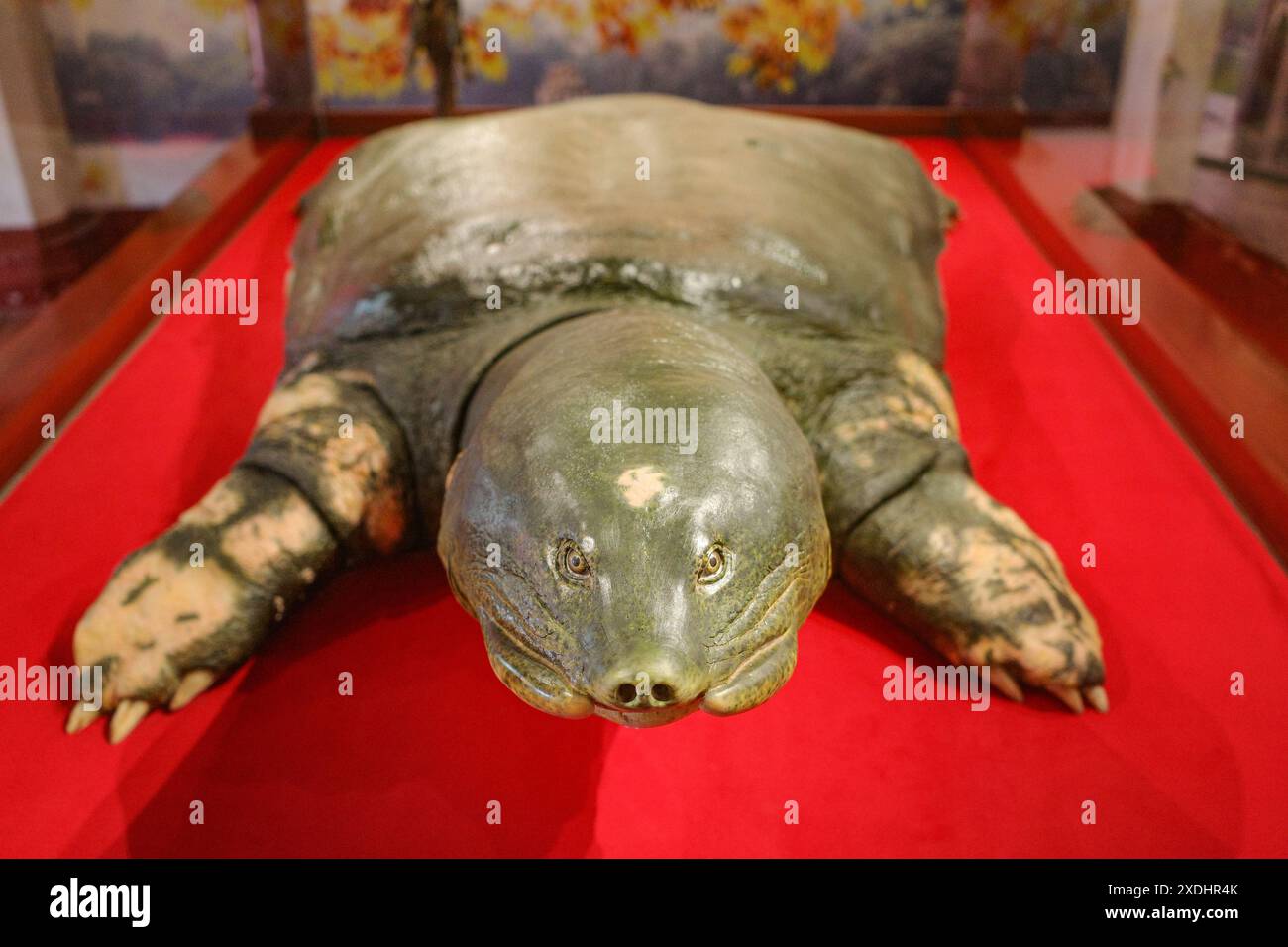 Yangtze giant softshell turtle hi-res stock photography and images - Alamy