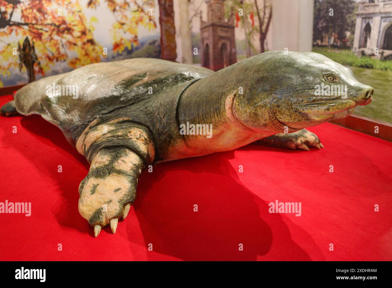 Hanoi, Vietnam - 9 Feb, 2024: A preserved Swinhoe Softshell Turtle ...