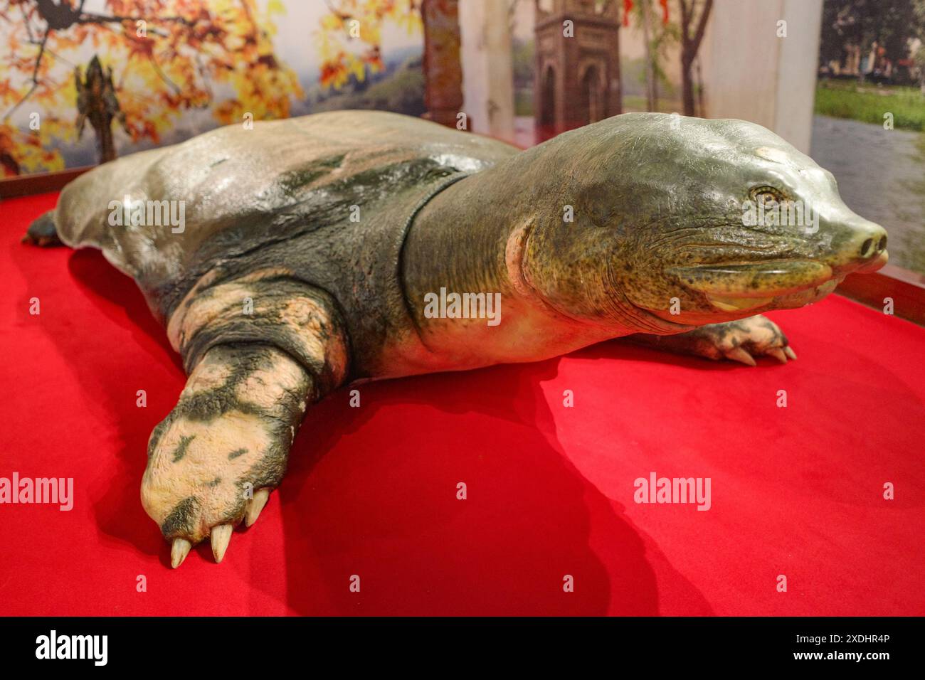 Hanoi, Vietnam - 9 Feb, 2024: A preserved Swinhoe Softshell Turtle ...