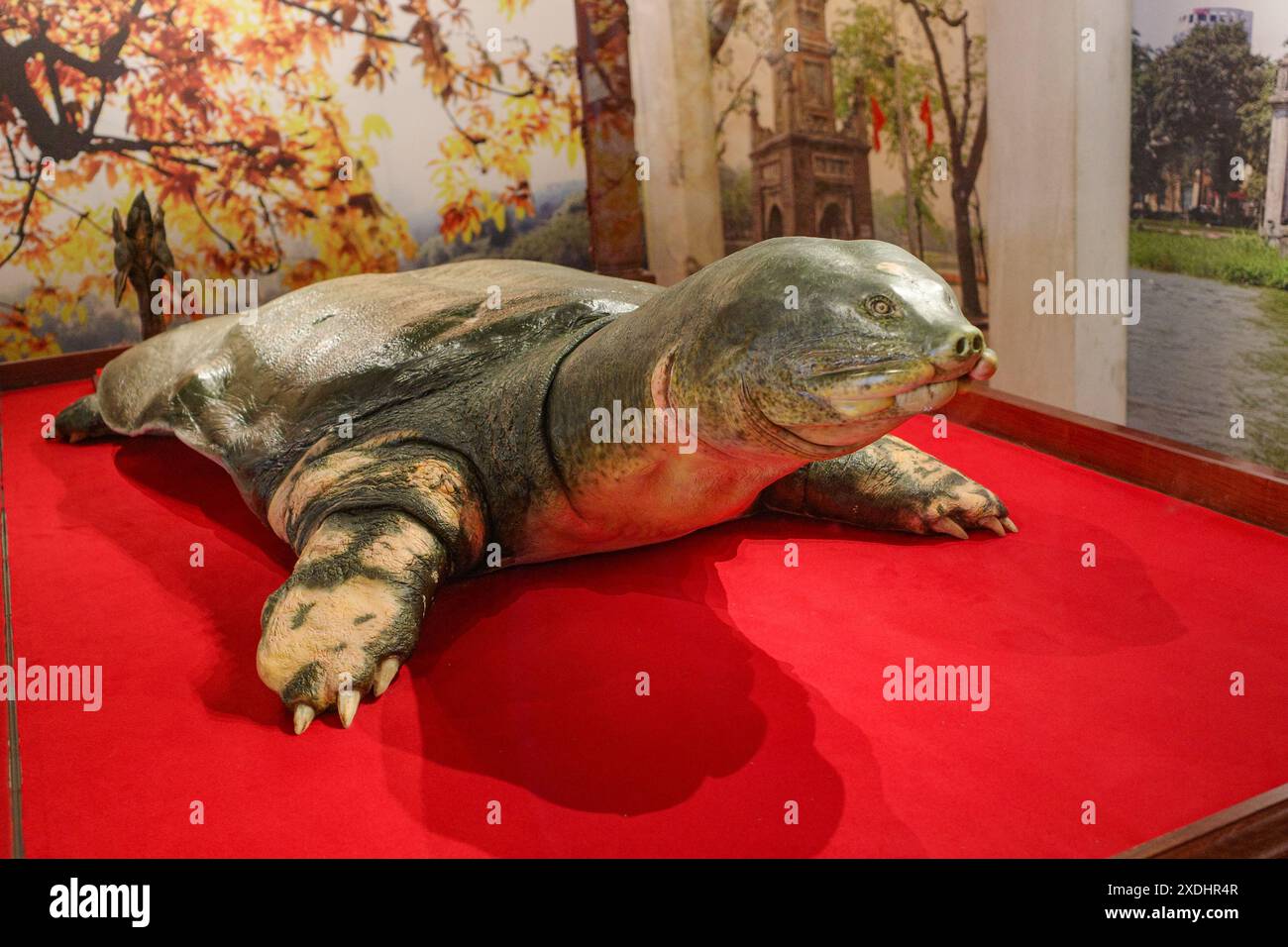 Hanoi, Vietnam - 9 Feb, 2024: A preserved Swinhoe Softshell Turtle ...