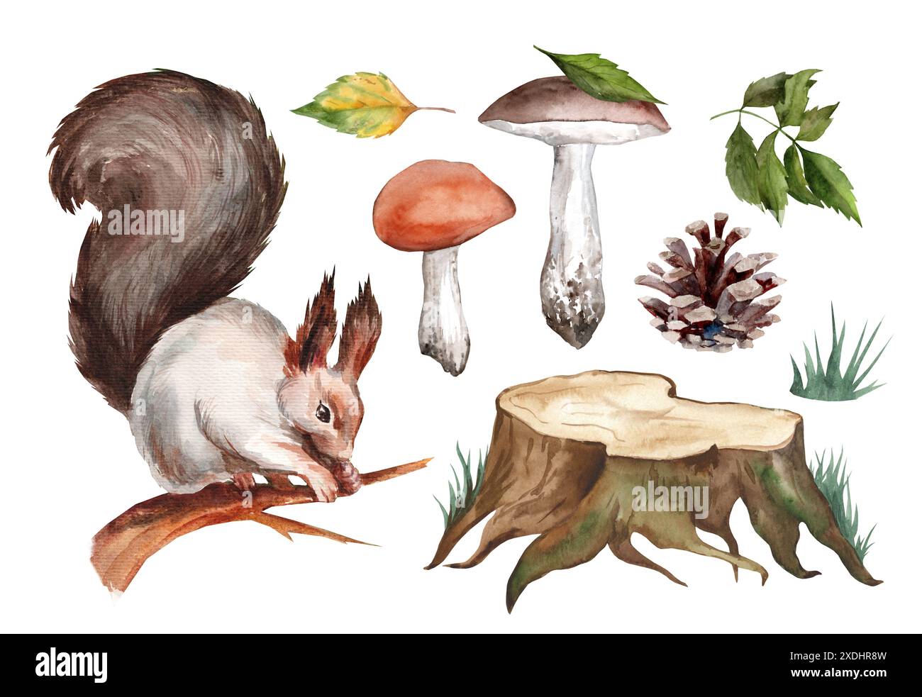 Set Of Watercolor Forest Illustrations With Squirrels Mushrooms And