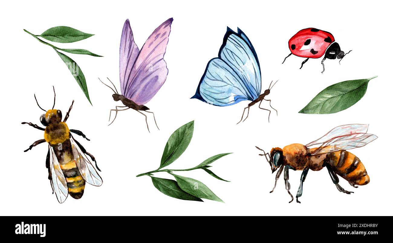 Set of insects watercolor illustration isolated on white background ...