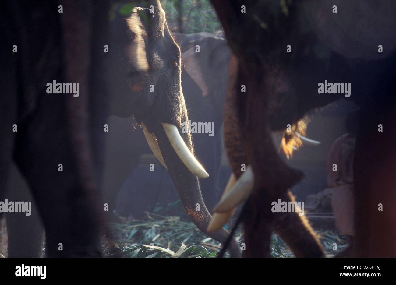 a indian Elephant at the traditional Pooram or Elephant Festival and ...