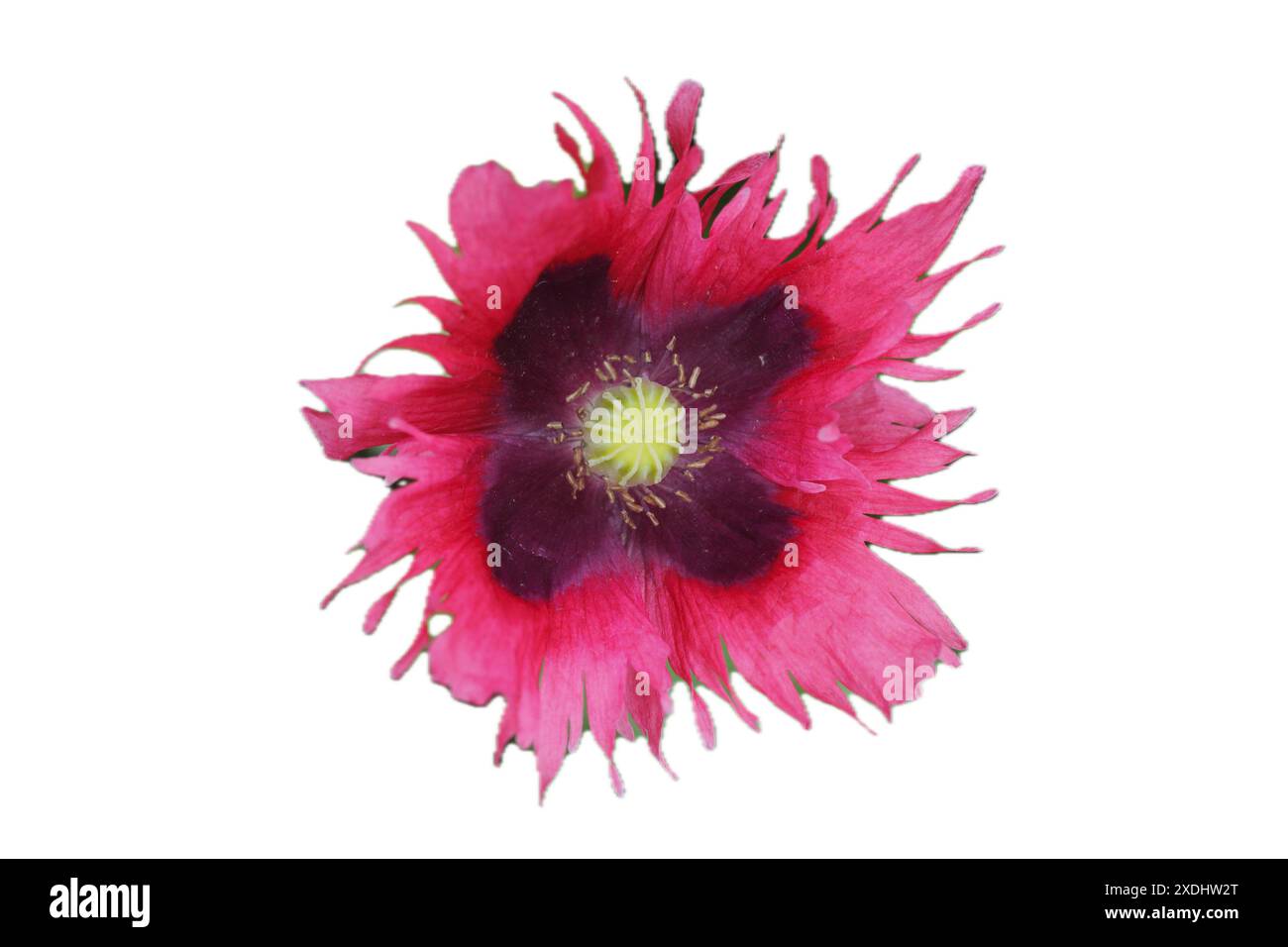 The Turkish poppy is a perennial, herbaceous plant and reaches stature ...