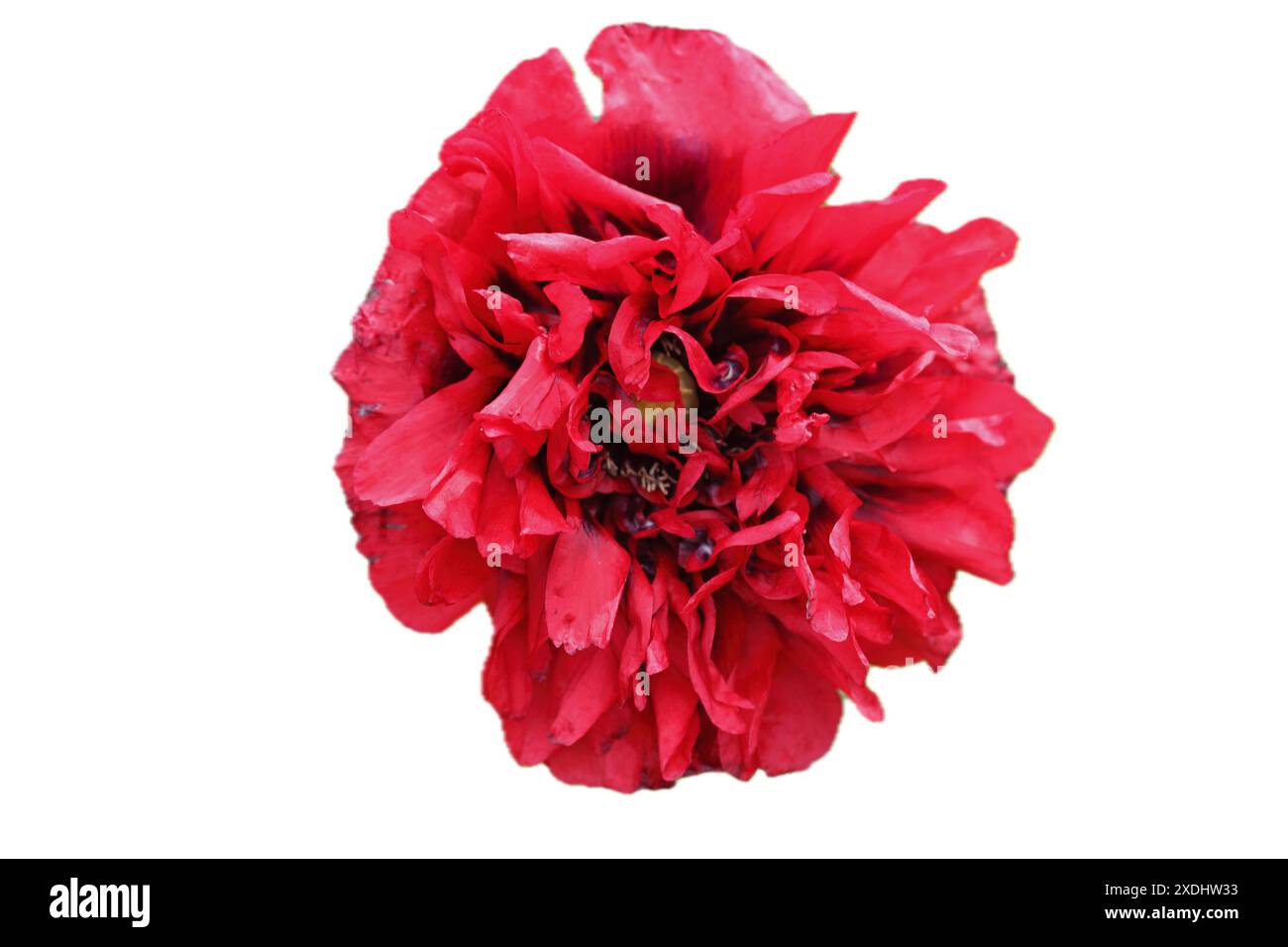 The Turkish poppy is a perennial, herbaceous plant and reaches stature ...