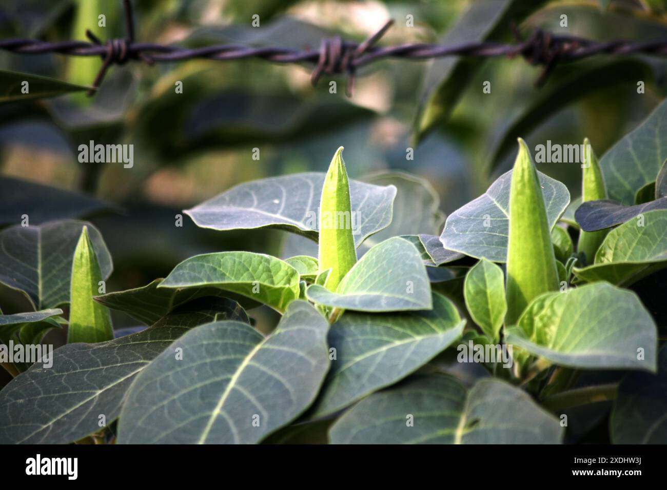 Devil's trumpet flower buds (Datura metel) about to bloom : (pix Sanjiv ...