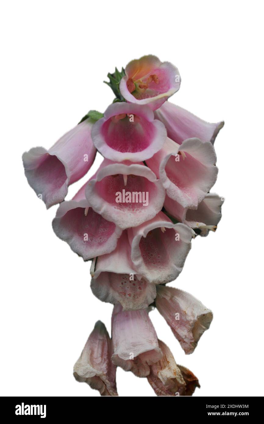 Digitalis is a genus of about 20 species of herbaceous perennials ...
