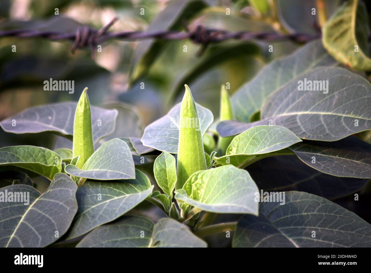 Devil's trumpet flower buds (Datura metel) about to bloom : (pix Sanjiv ...