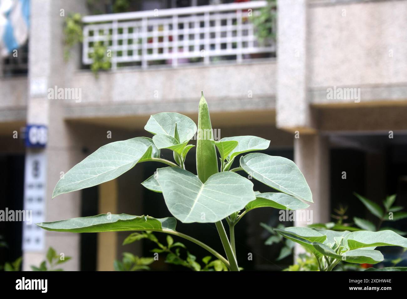 Devil's trumpet flower buds (Datura metel) about to bloom : (pix Sanjiv ...