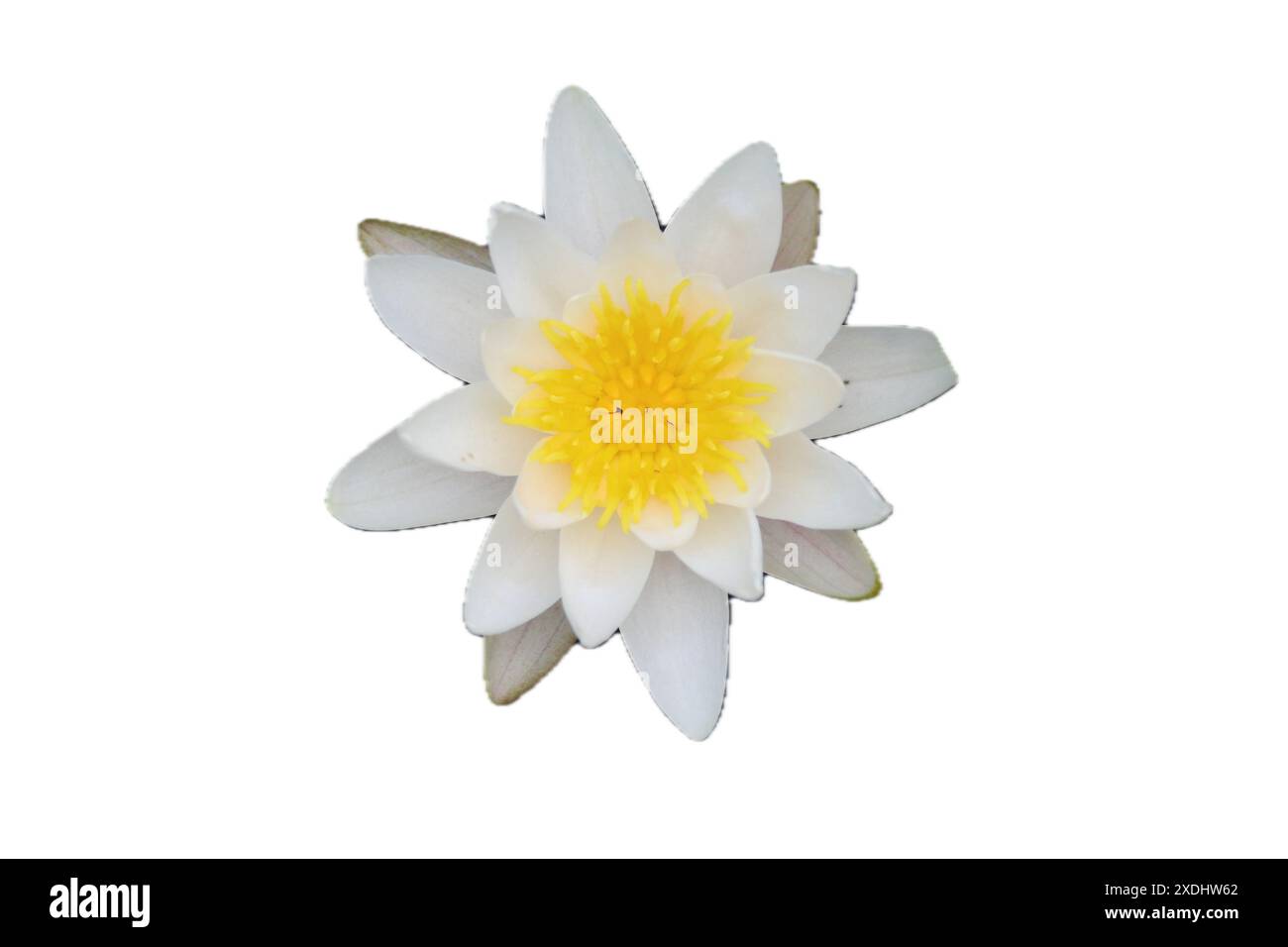 Nymphaea alba, also known as the European white water lily, white water ...