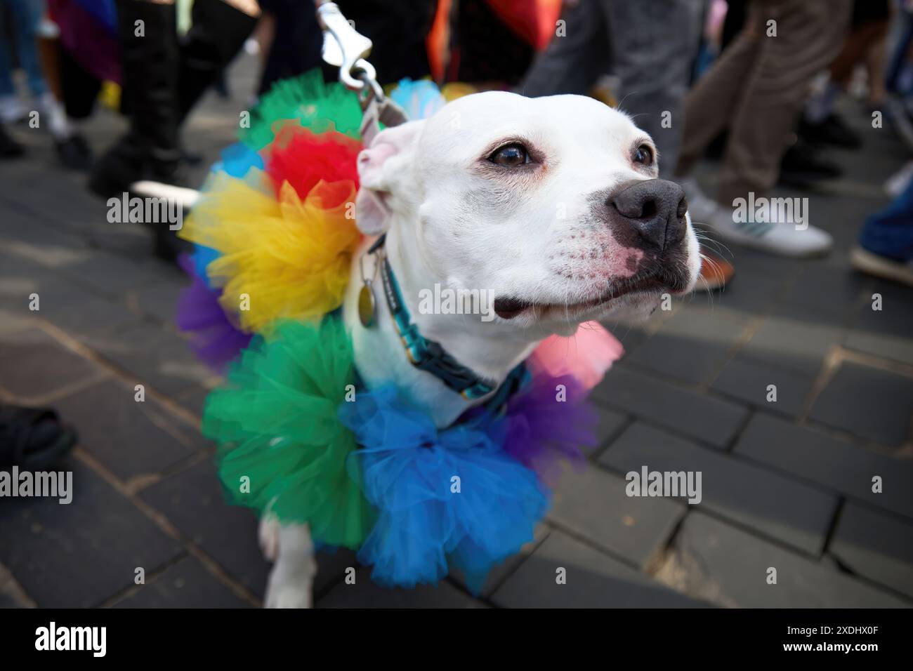Dog at Parade. Pride Parade Stock Photo - Alamy