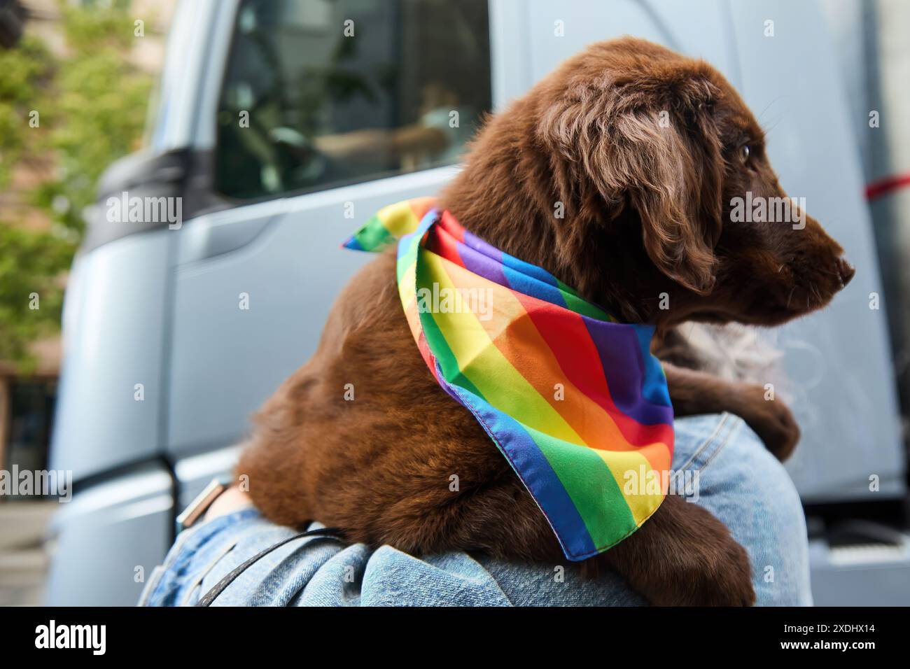 Puppy parade hi-res stock photography and images - Alamy