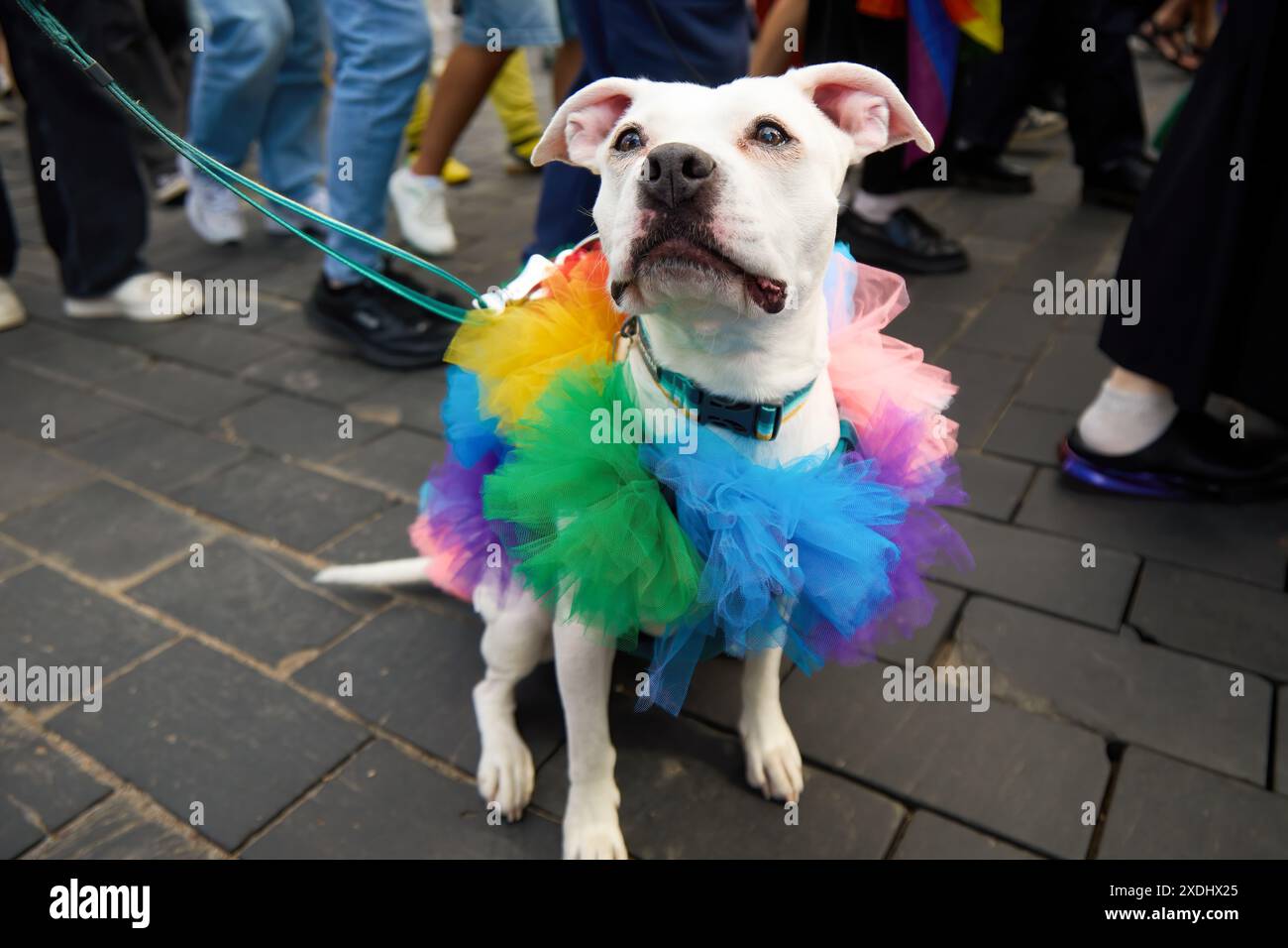 Colorful Dog at Parade. Pride Parade Stock Photo - Alamy