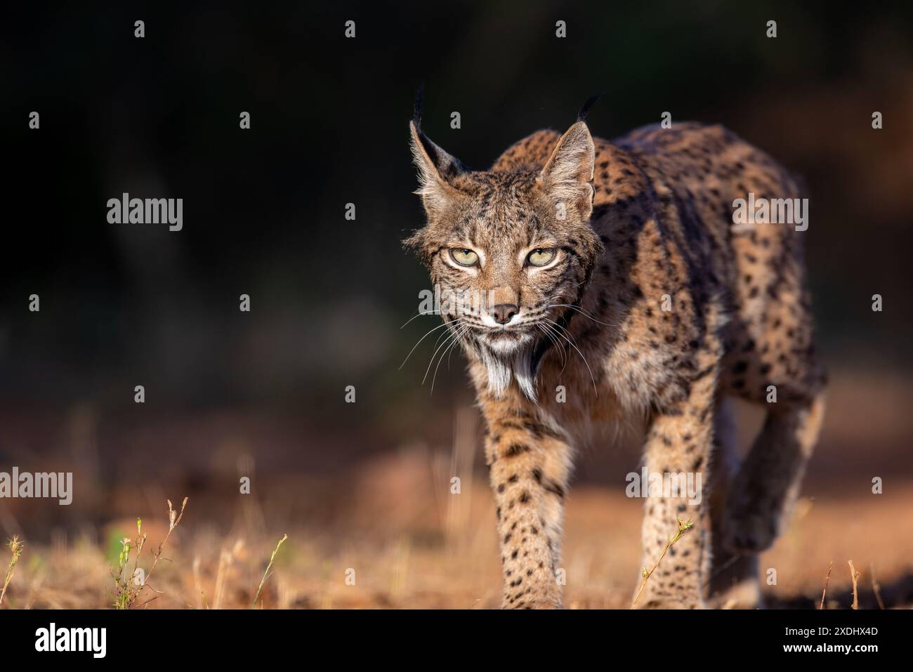 a male lynx hunting Stock Photo - Alamy