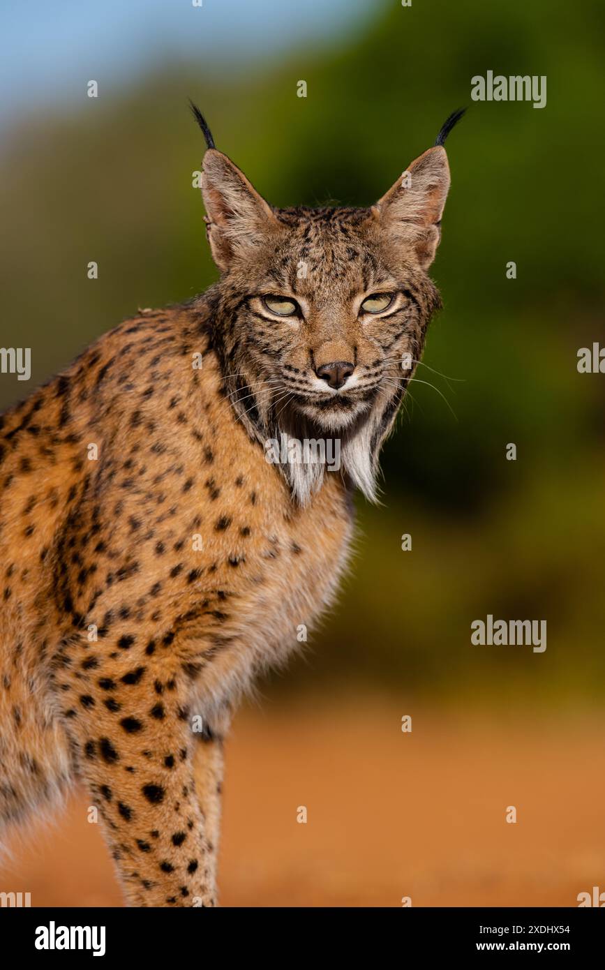 a portrait male iberian lynx Stock Photo - Alamy