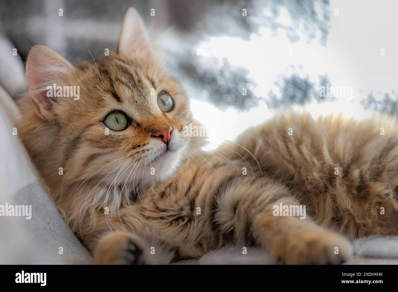 Cat Nala beautiful peet Stock Photo - Alamy