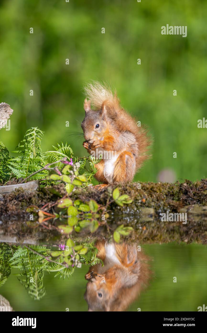 Mammals with wildlife animals hi-res stock photography and images - Alamy
