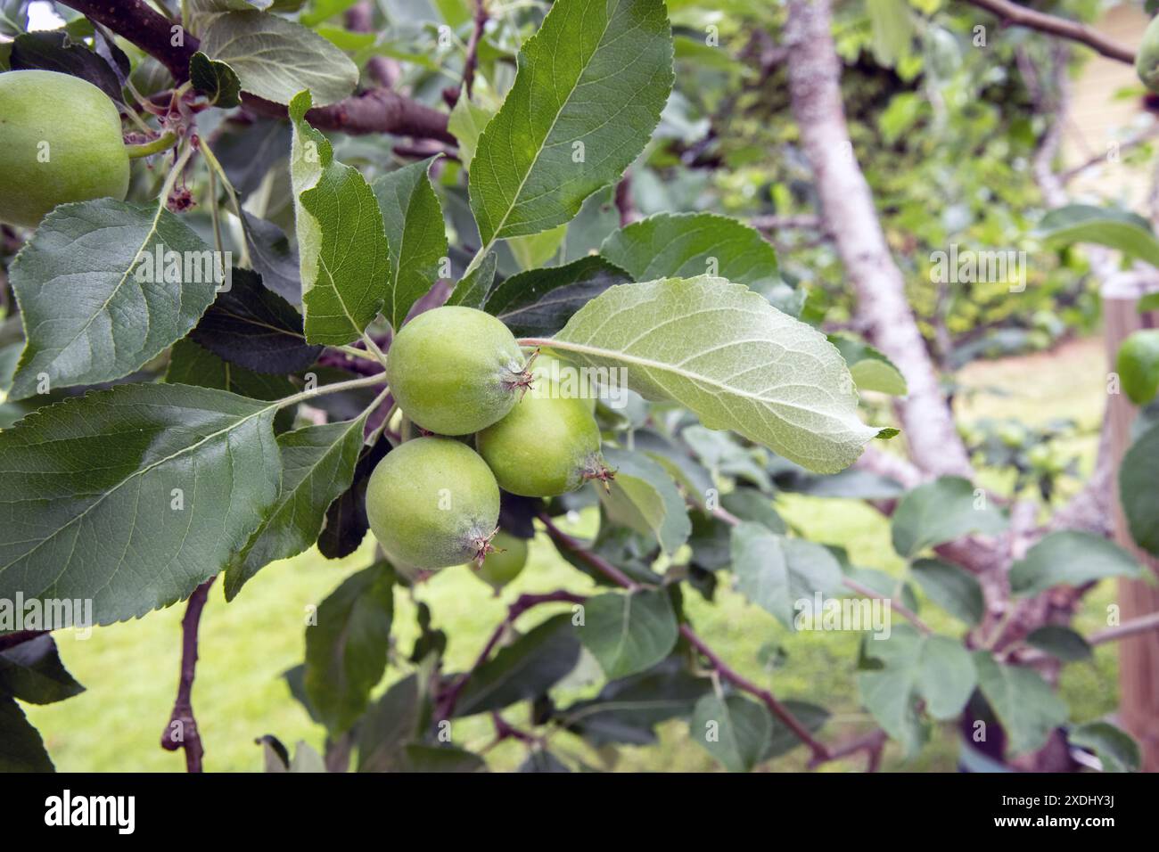 Juicy green leaves young growing hi-res stock photography and images ...