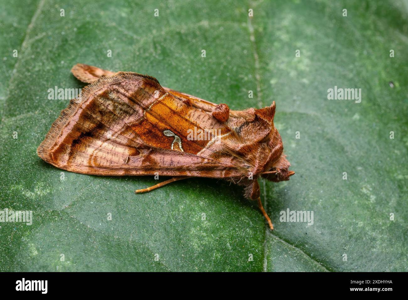Plain Golden Y moth - Autographa jota, beautiful colored owlet moth ...
