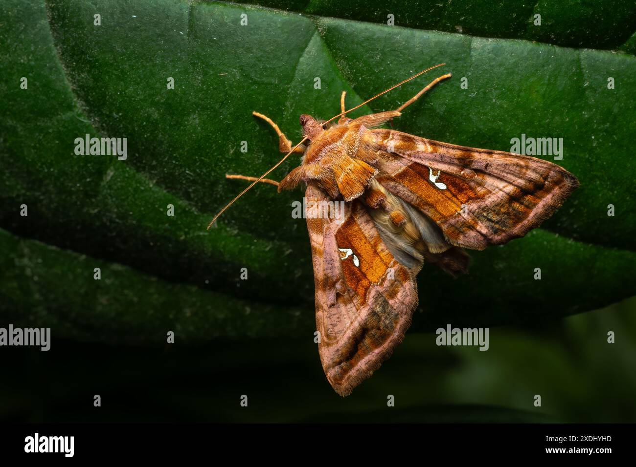 Plain Golden Y moth - Autographa jota, beautiful colored owlet moth ...