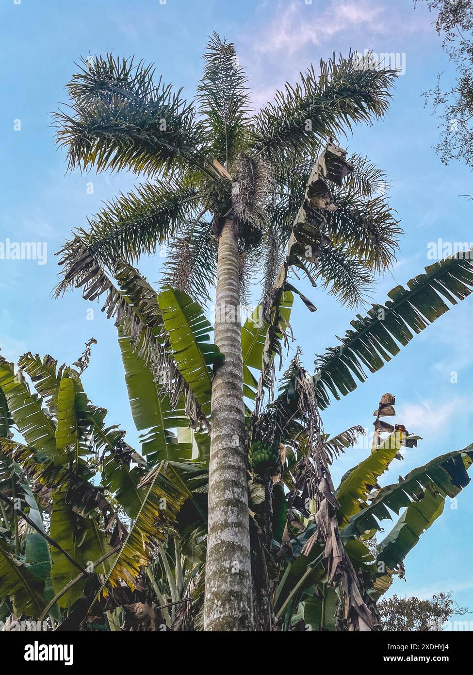 Low angle photography palm trees hi-res stock photography and images ...