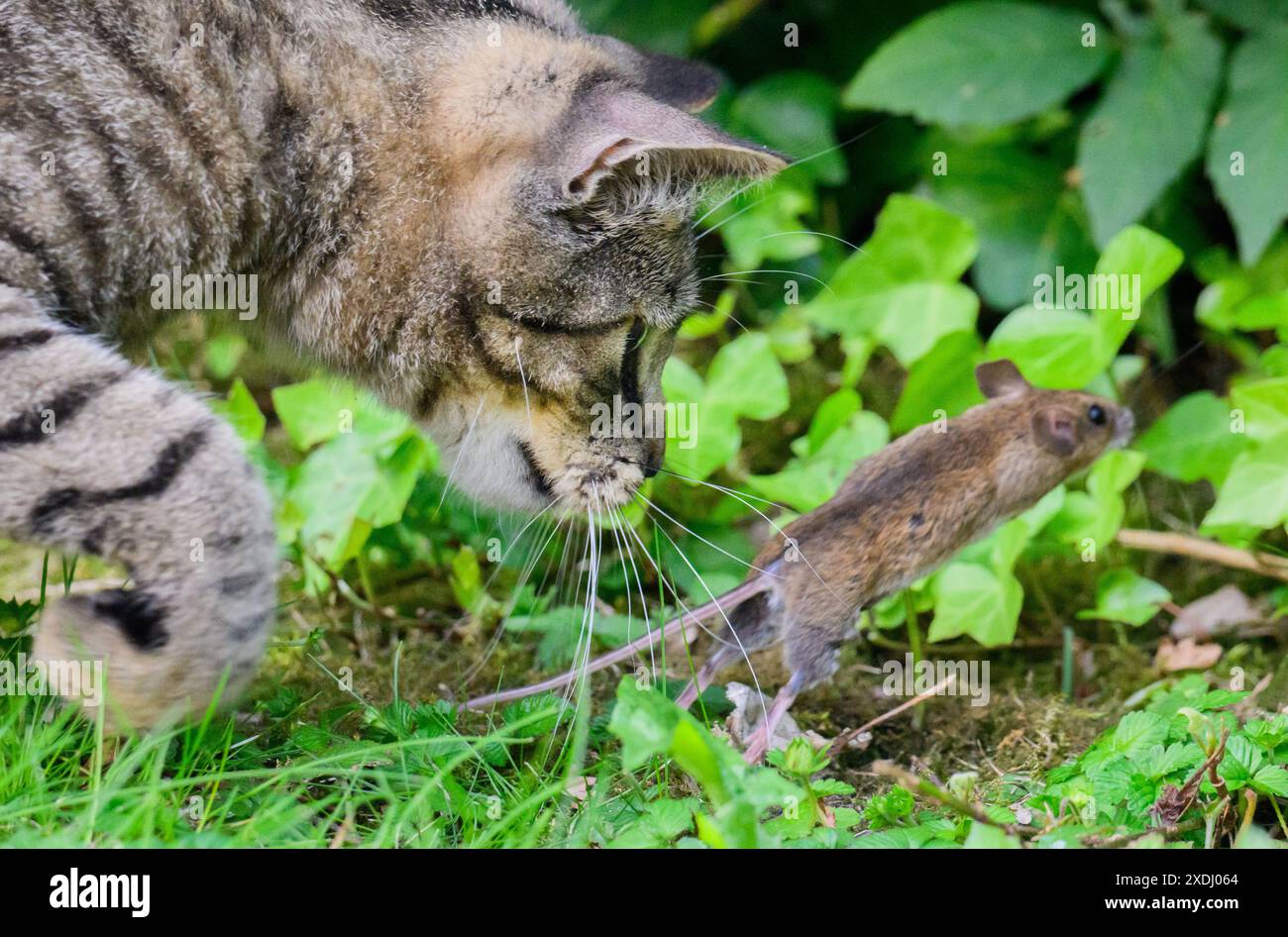 Chases a mouse hi-res stock photography and images - Alamy