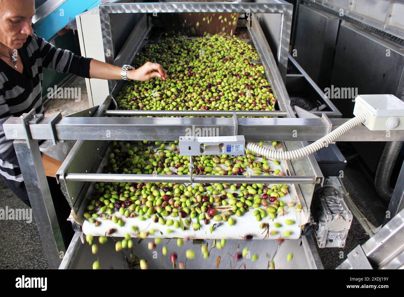 Removal of olive leaves in olive oil mill during extra virgin olive oil ...