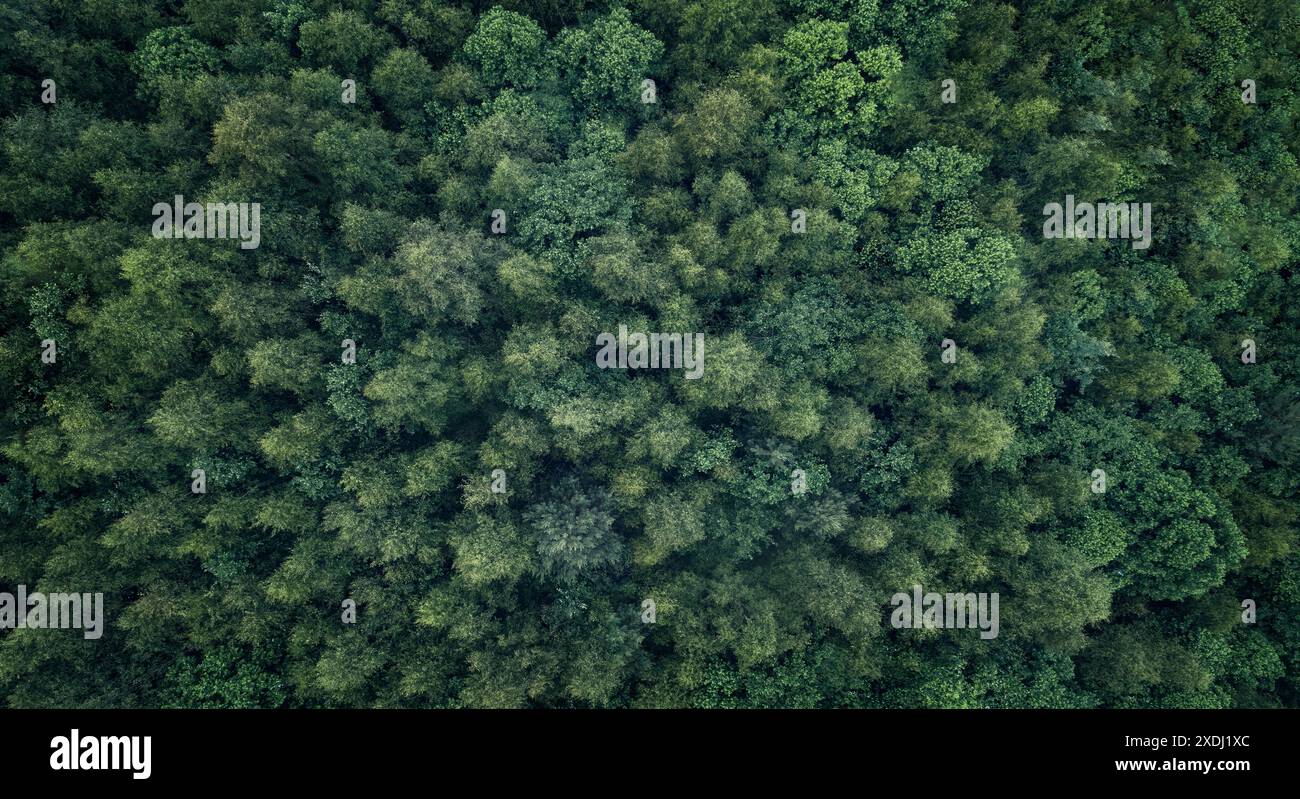 Lush green forest with trees of different sizes aerial view from above ...