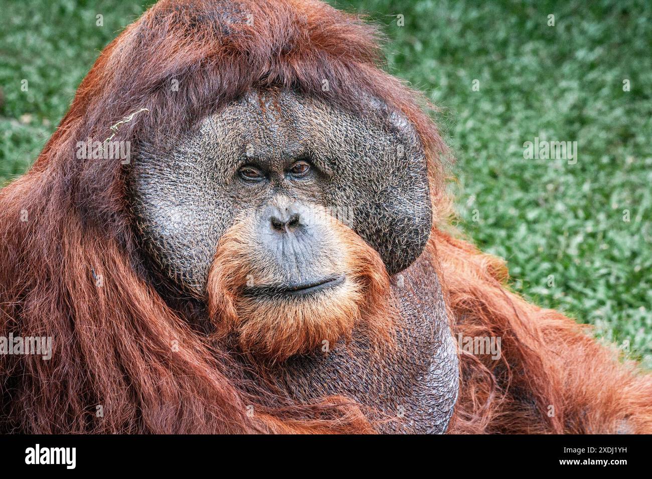 2007-10-17, Taman Safari Zoo, Cisarua, Indonesia: Observing and capturing amazing animals up ...