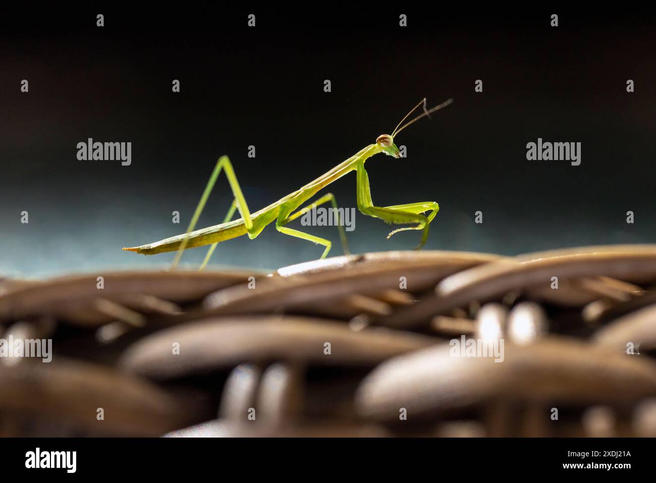 Praying mantis alien insect hi-res stock photography and images - Alamy