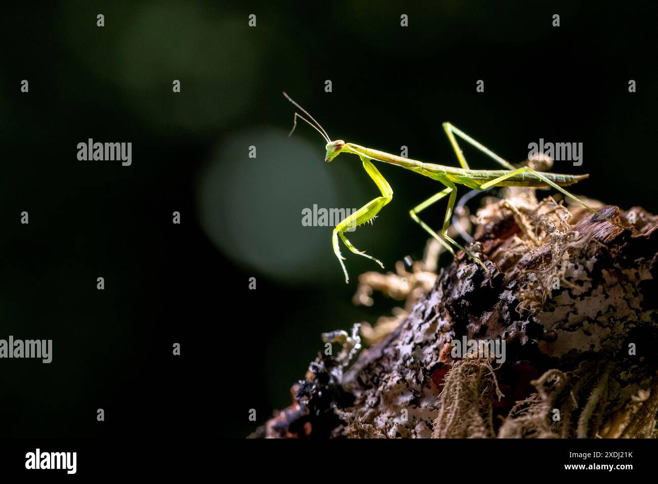 Young nymph hi-res stock photography and images - Alamy