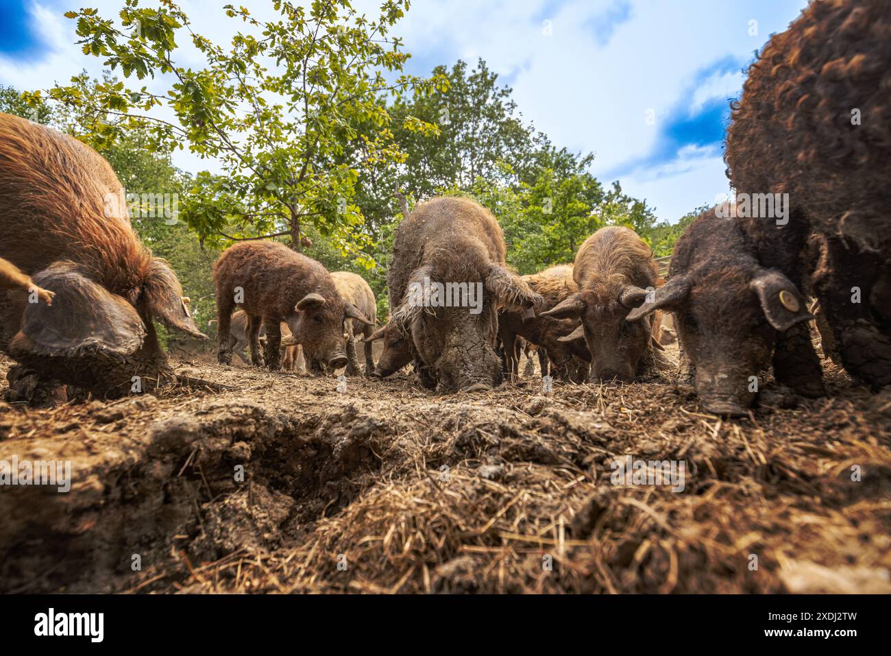 Wooly pig farm hi-res stock photography and images - Alamy