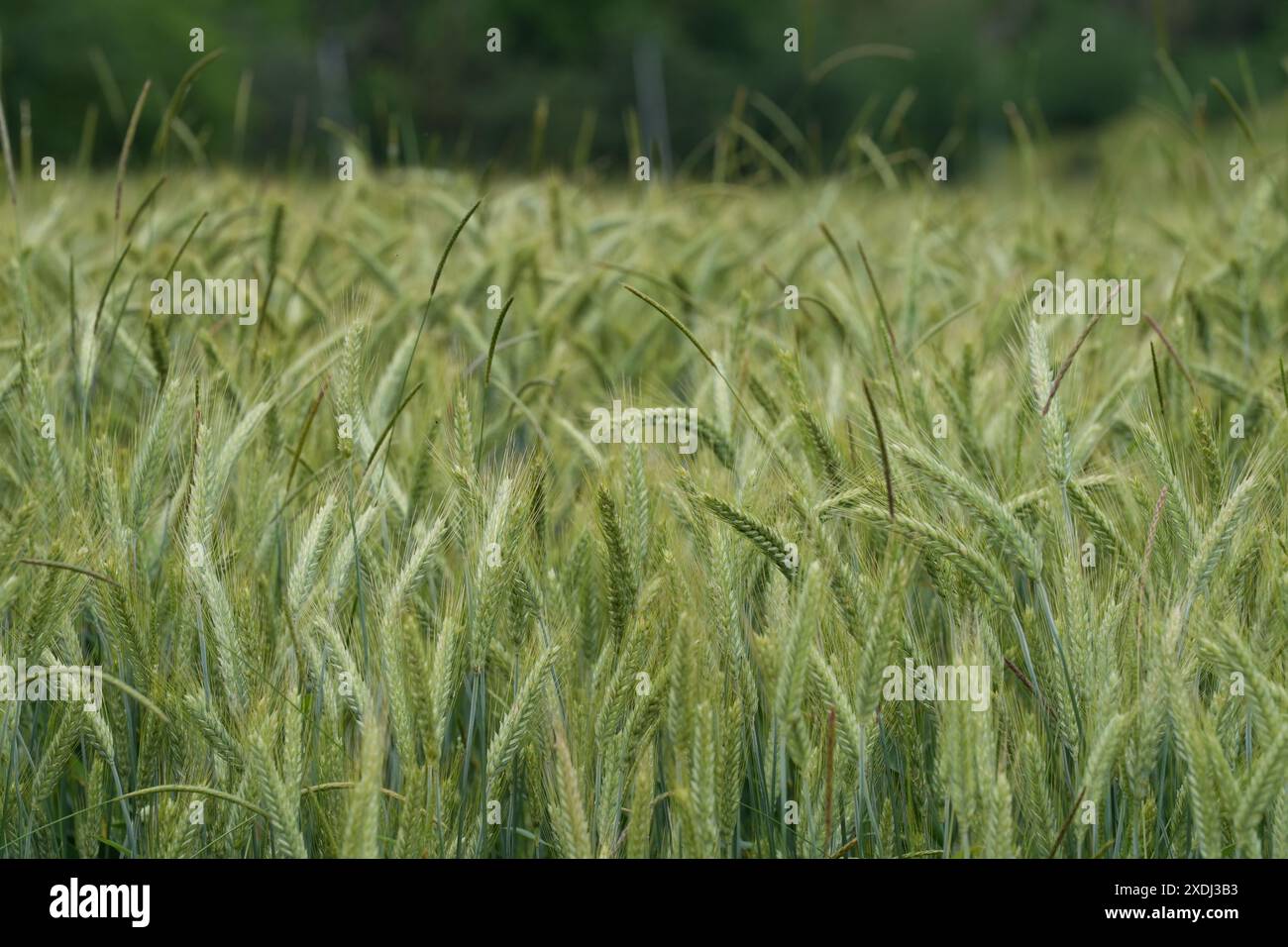 Sanft grün hi-res stock photography and images - Alamy