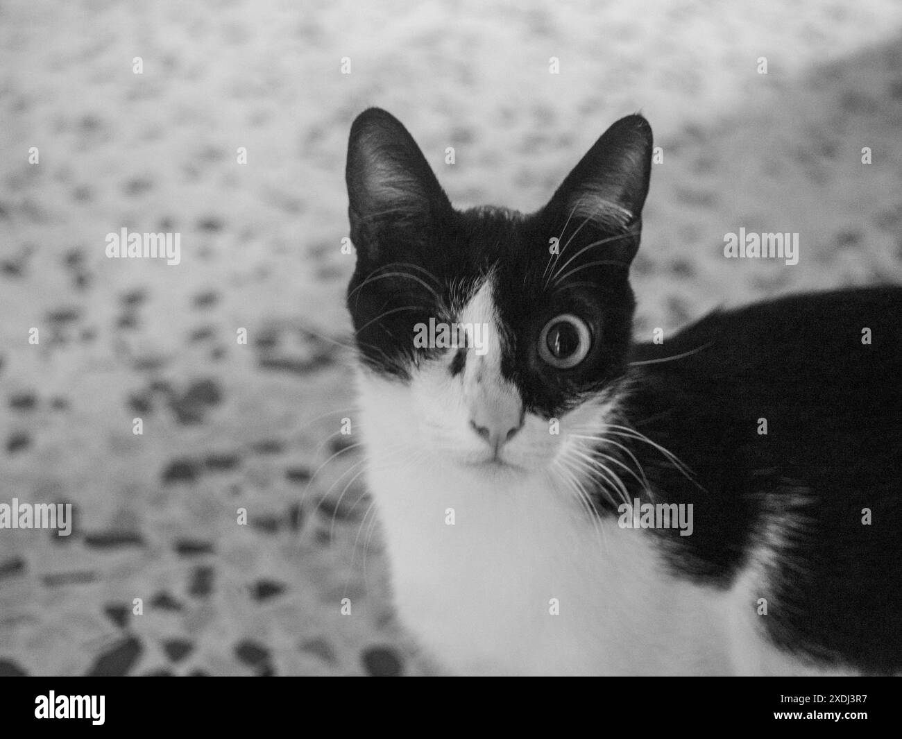 Curious black and white one eyed cat stares attentively, showcasing its ...