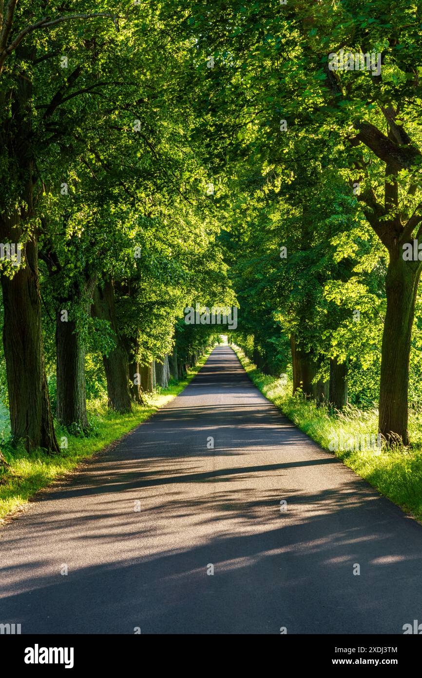 Beautiful tree-lined country road with sunlight filtering through the ...