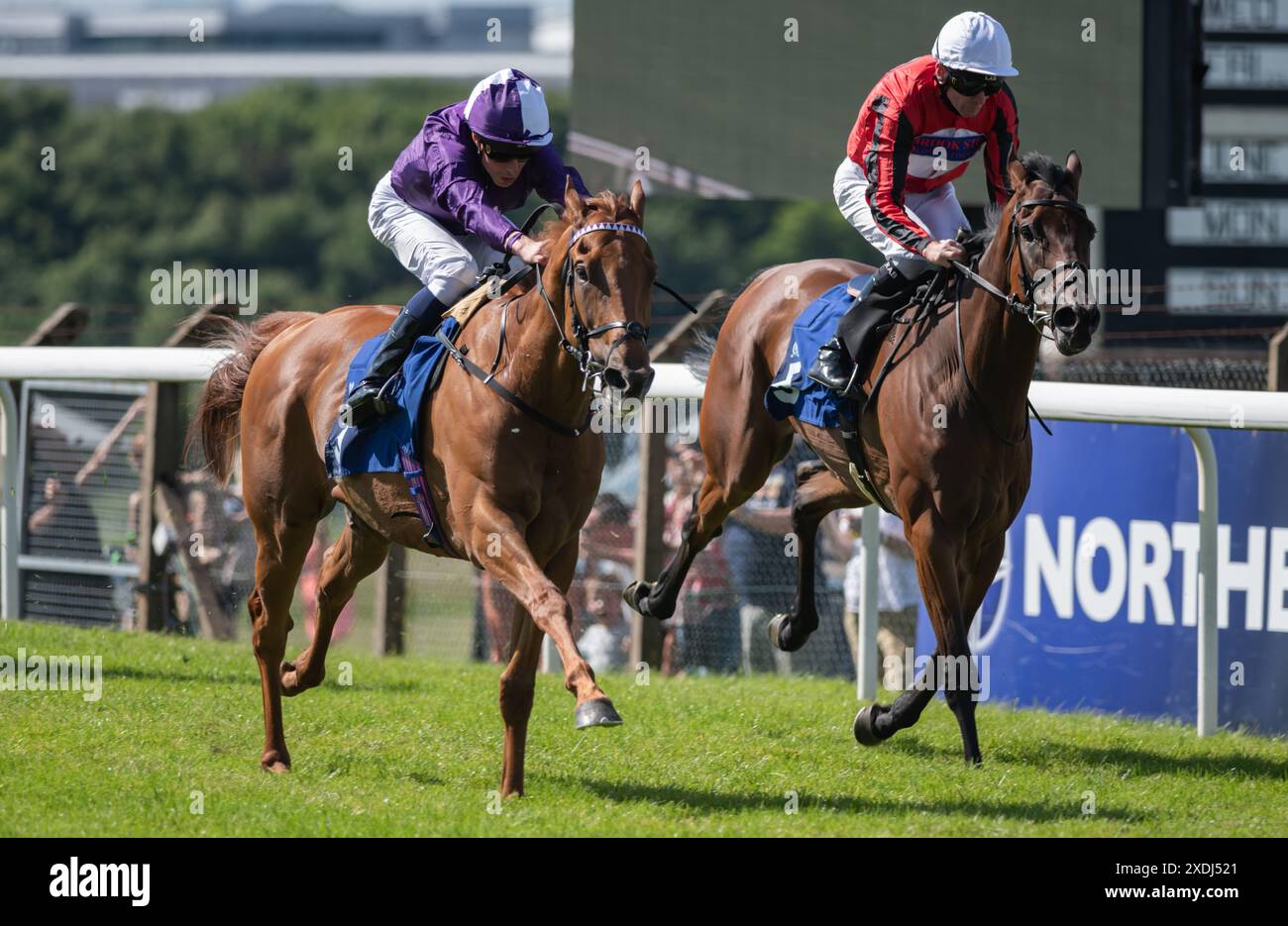 Forceful speed horse hi-res stock photography and images - Alamy