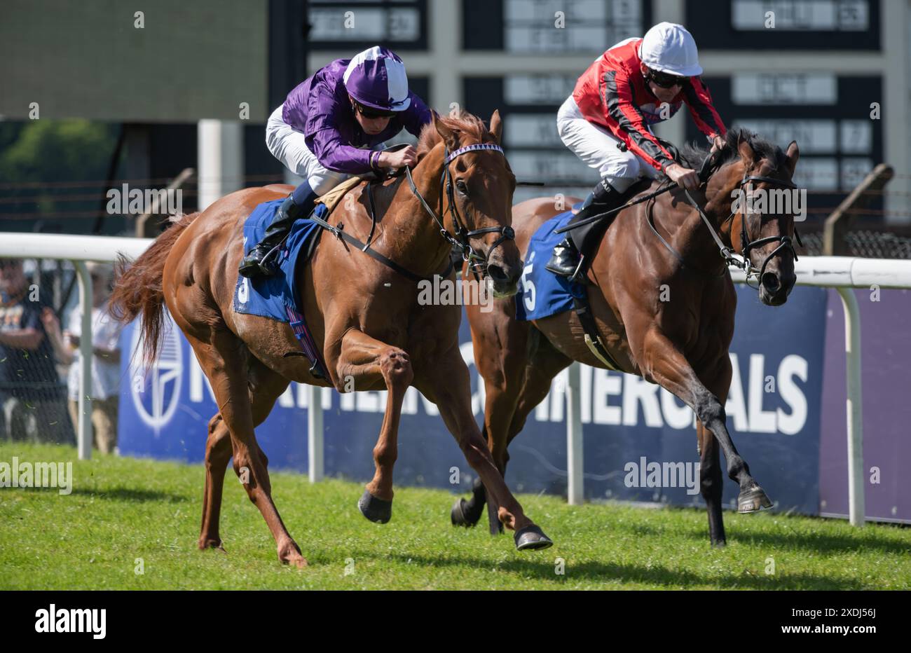 Forceful speed horse hi-res stock photography and images - Alamy