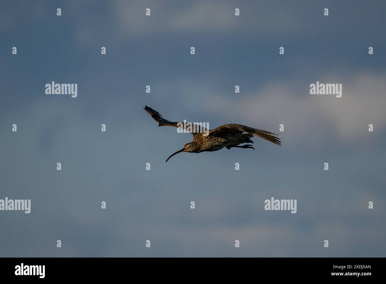 Eurasian curlew in flight (tall wader, curving beak, head & body ...