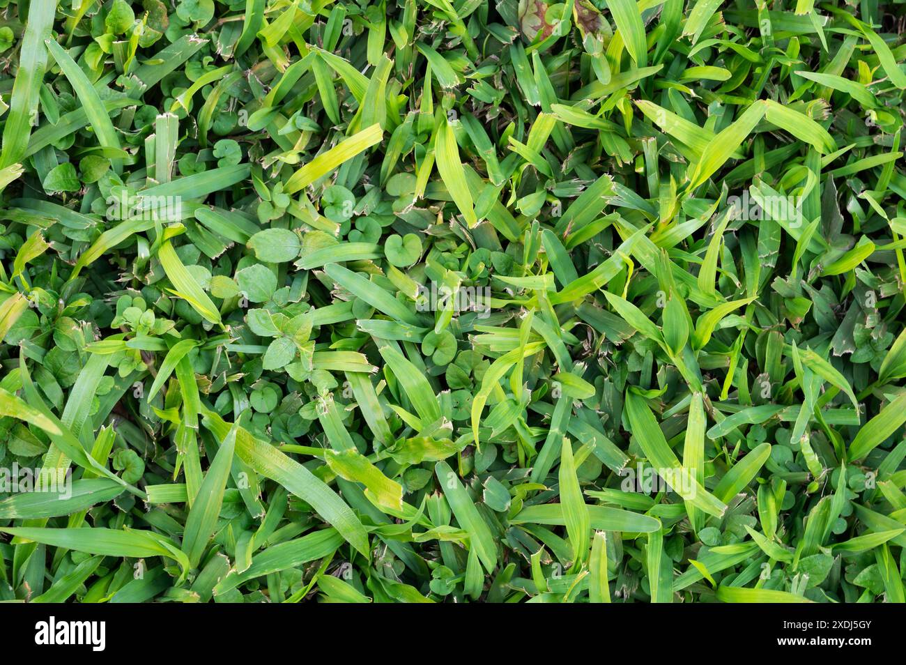 Clean green grass texture macro close up view Stock Photo - Alamy