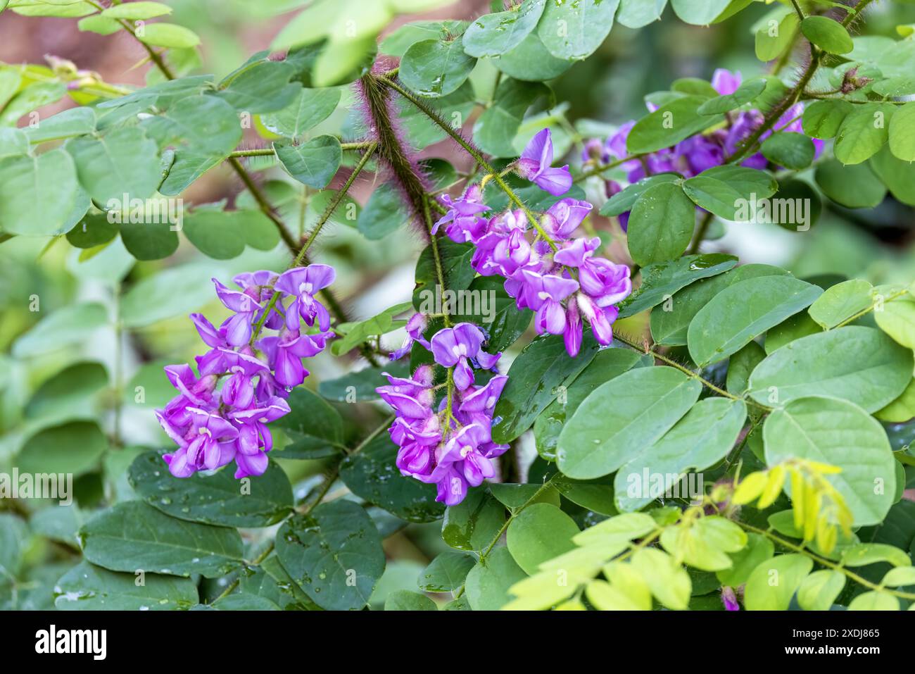 Bristly locust (Robinia hispida) known as the rose-acacia or moss ...