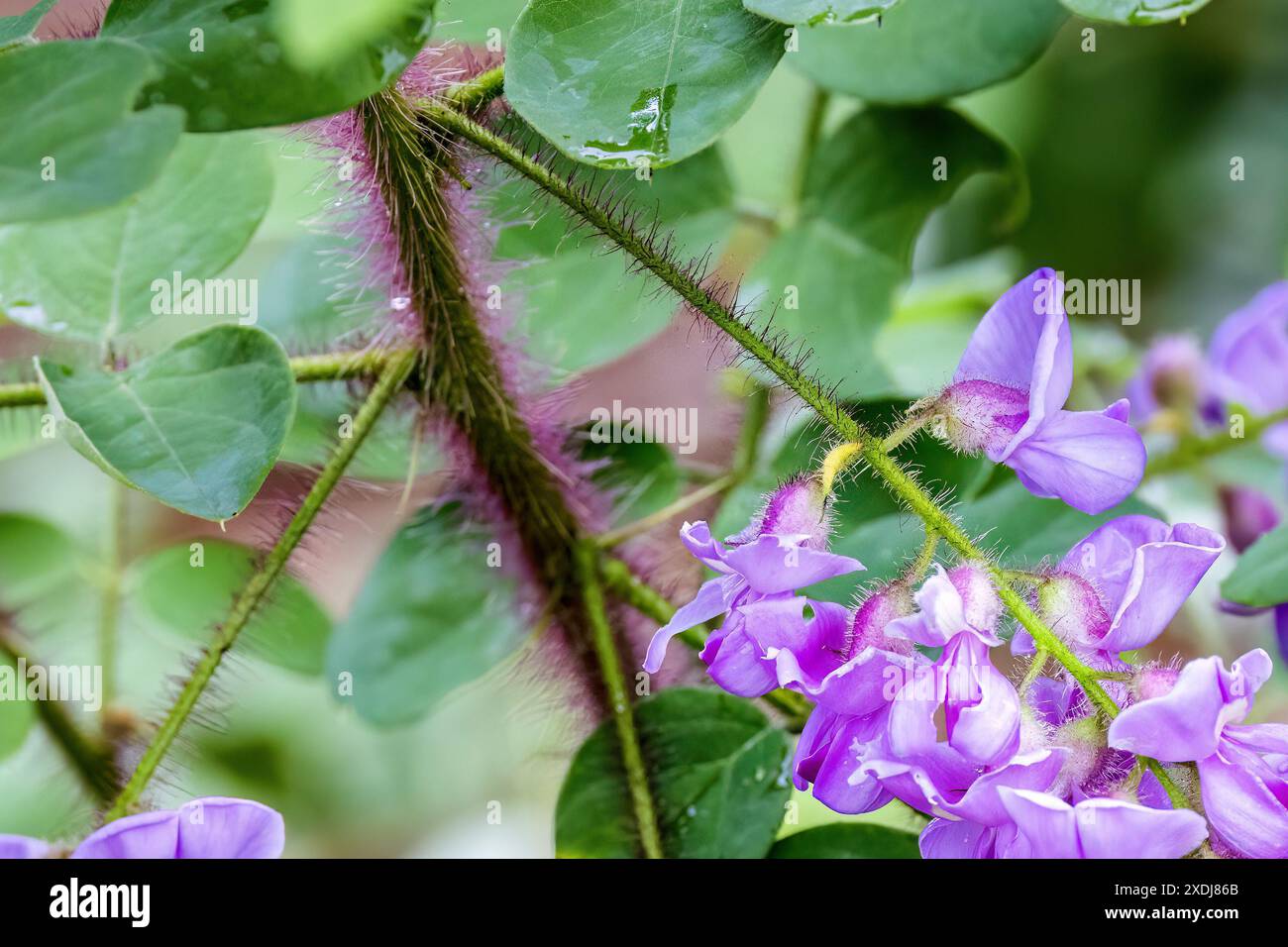 Bristly locust (Robinia hispida) known as the rose-acacia or moss ...